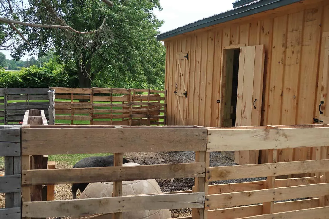 How to Build a Mini Pig Pen Using Pallets in Under 60 minutes