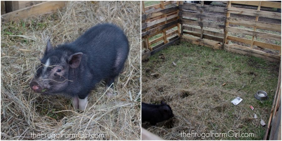 How to Build a Mini Pig Pen Using Pallets in Under 60 minutes