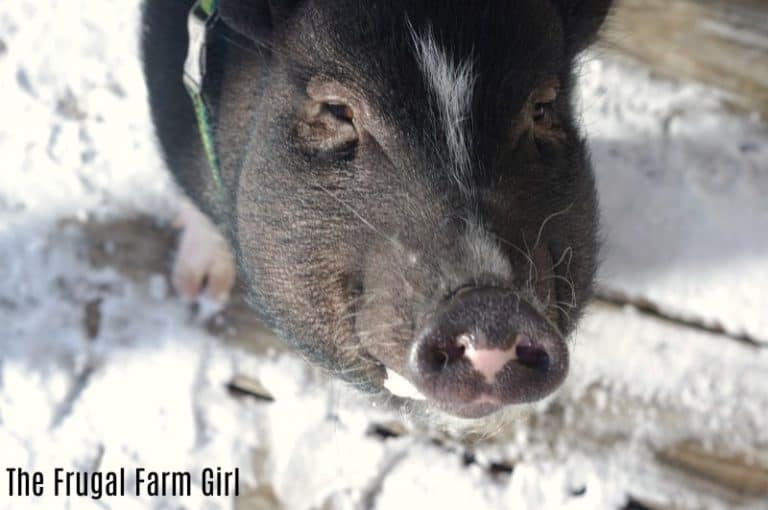 Toys to Keep Your Mini Pig Busy- Enrichment