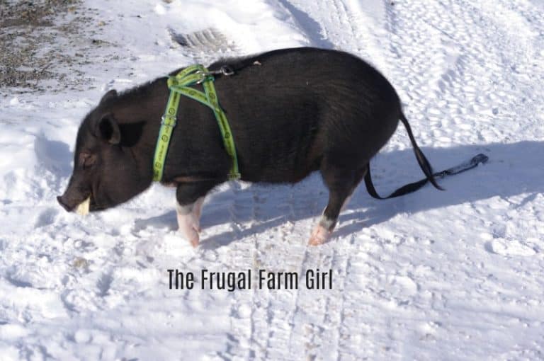 What You Need To Have For a Baby Mini Pig