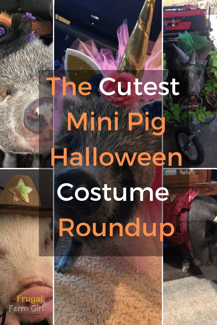 Cutest Mini Pig Halloween Costumes Roundup!