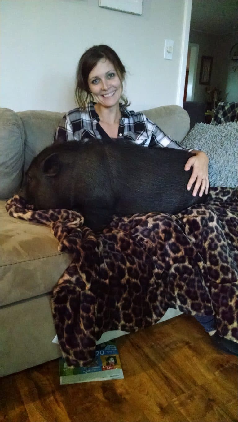 10 Must Know Tips to Pig Proof Your House