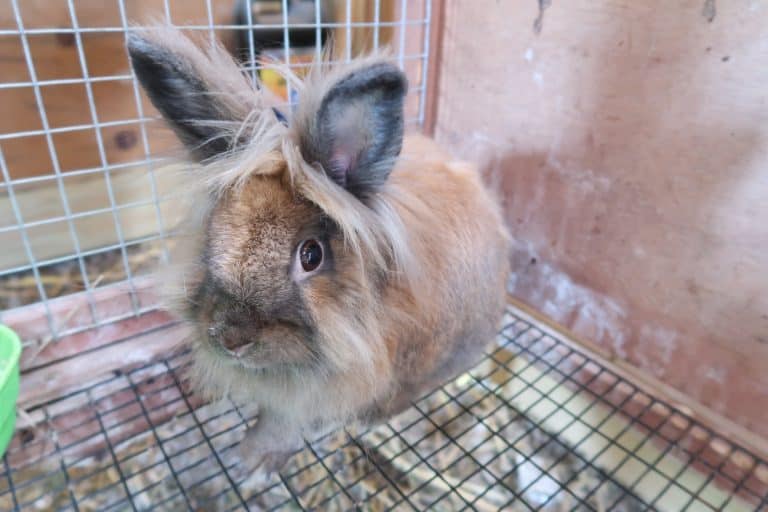 Best Farm Animals for Beginners- No Matter the Reason