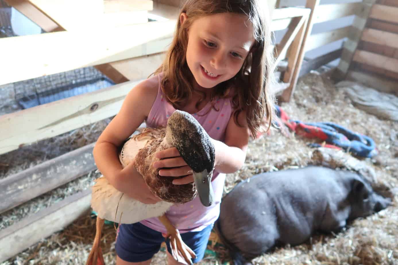 Best Farm Animals for Beginners- No Matter the Reason