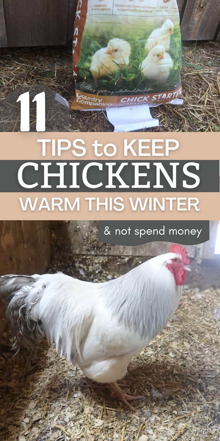 10 Frugal Ways to Keep Your Chickens Warm in Winter
