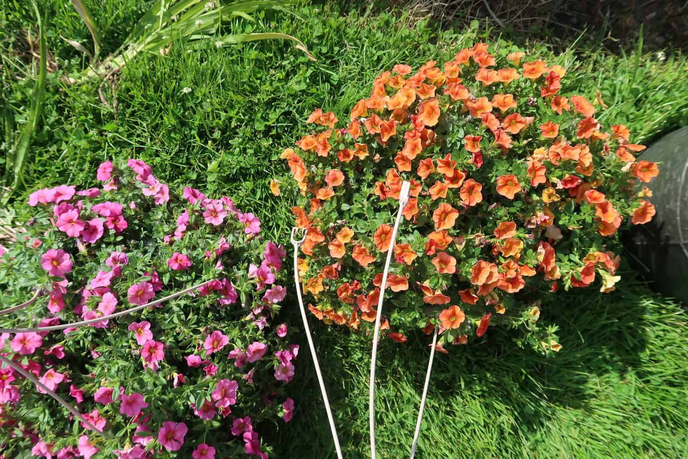 Cheap way to Landscape with Potted Plants