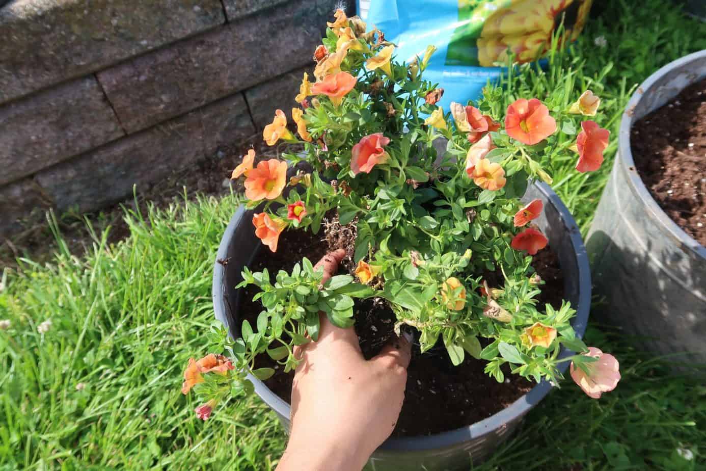 Cheap way to Landscape with Potted Plants
