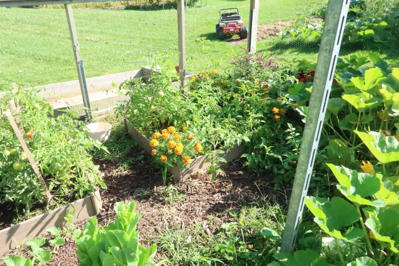 13 Easy Foods To Grow From Seeds For Cheap