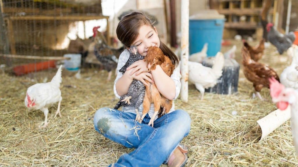 Best Farm Animals for Beginners- No Matter the Reason