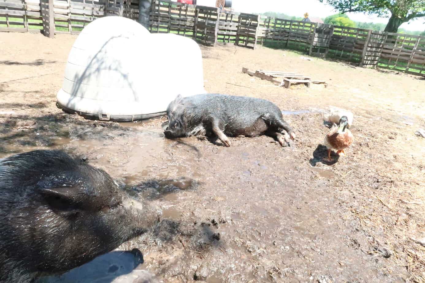 Crucial Things Mini Pigs Need in Summer- Concerns