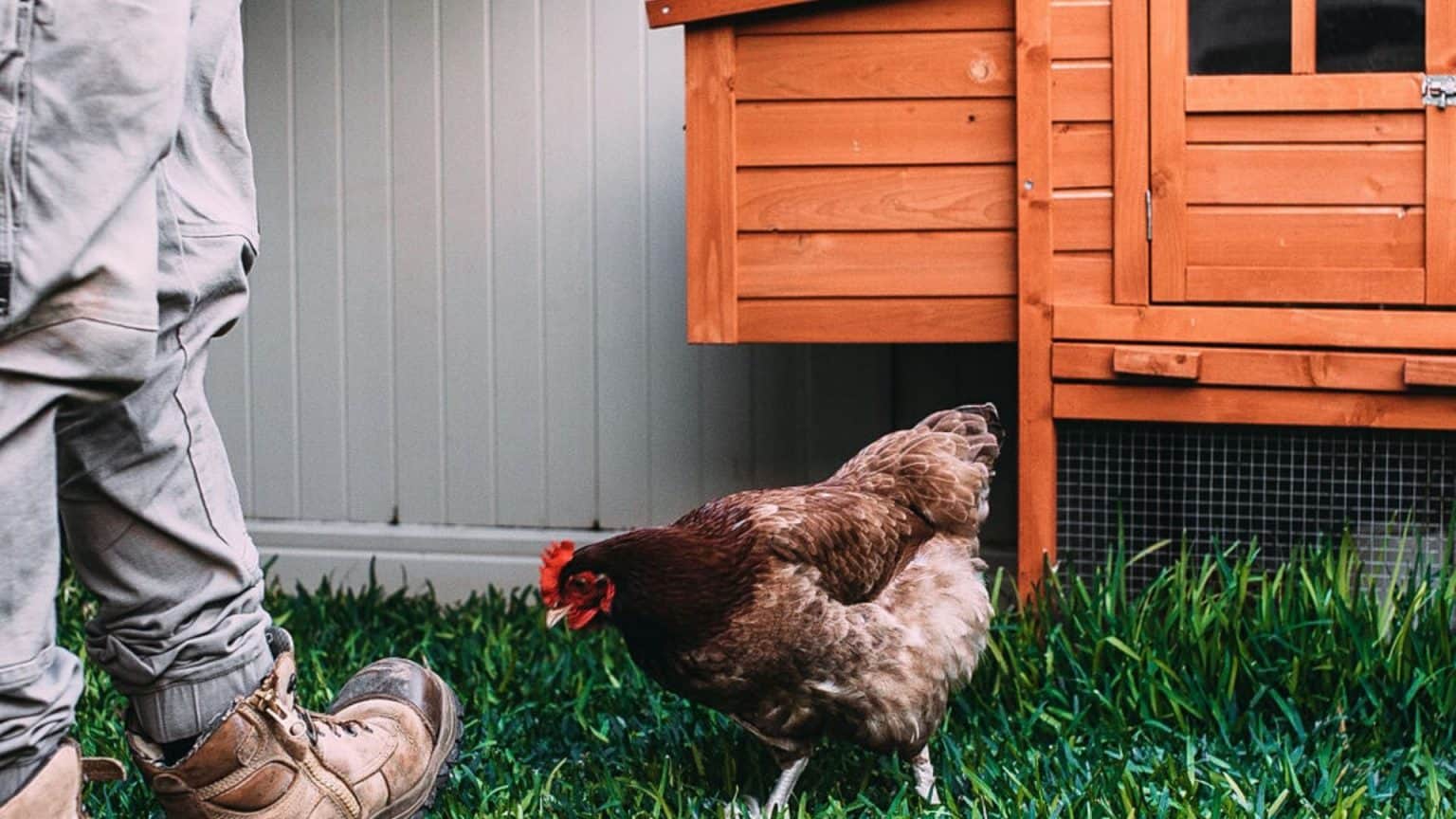 Setting Up Portable Chicken Coops in Your Backyard | The Frugal Farm Girl