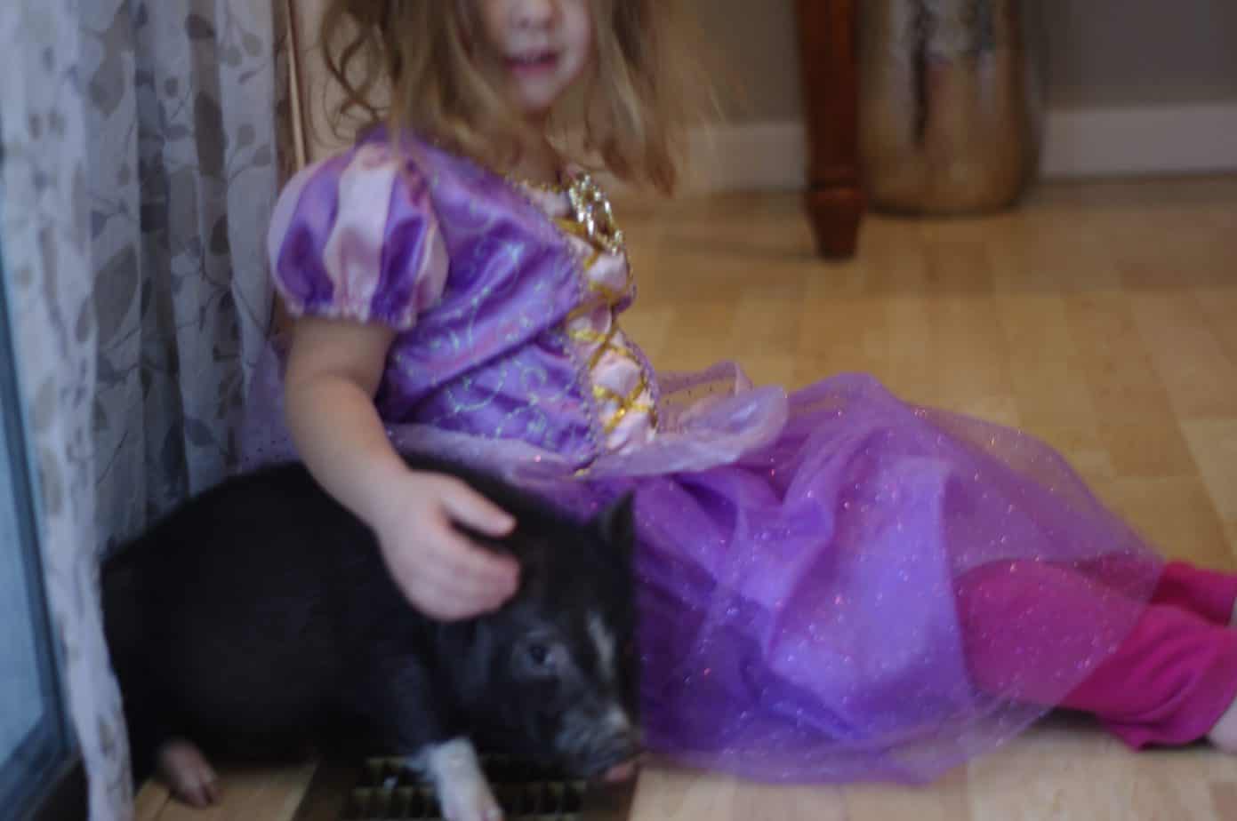 How to Get Pig pee Out of Carpet - Mini Pigs