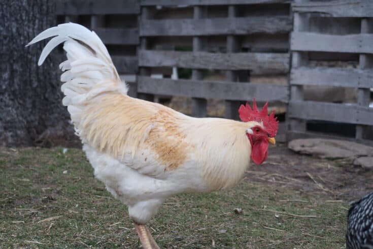 10 Options When You Are Surprised with a Rooster