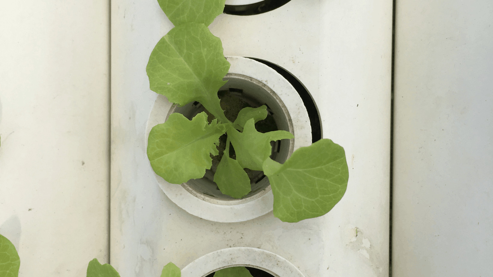 A Beginners Guide to Tower Gardening