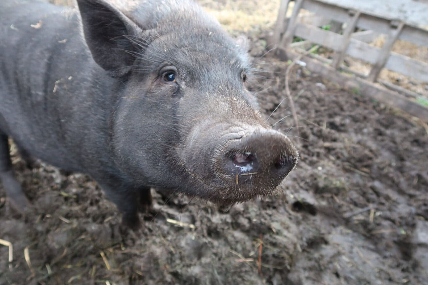 10 Must Know Tips to Pig Proof Your House