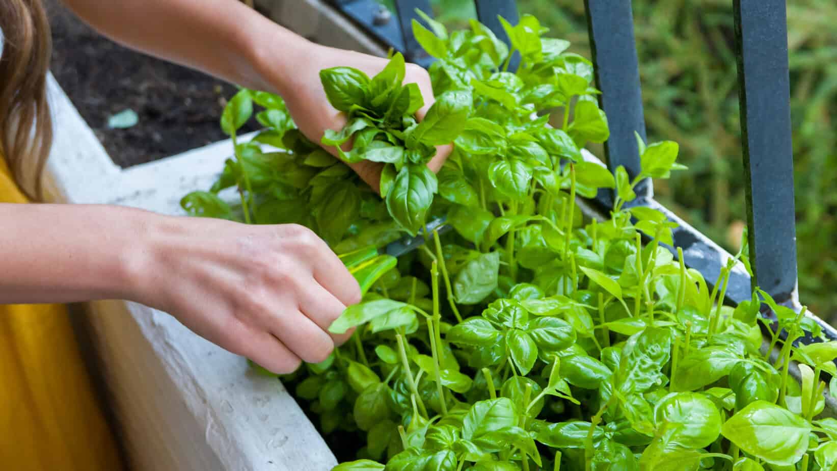 How to Plant Your Herb Garden