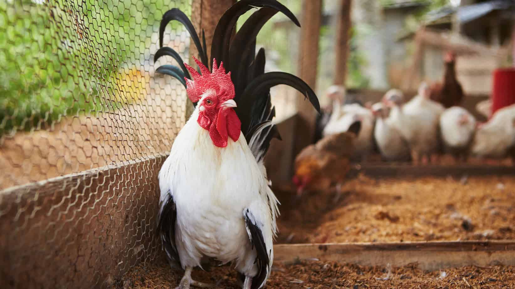 10 Options When You Are Surprised with a Rooster