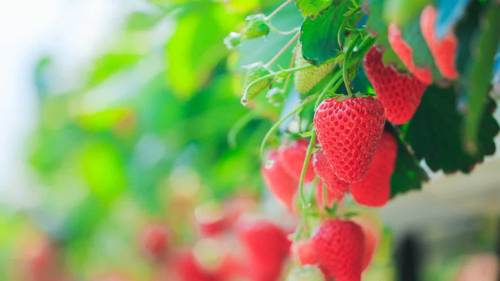 13 Easy Foods To Grow From Seeds For Cheap