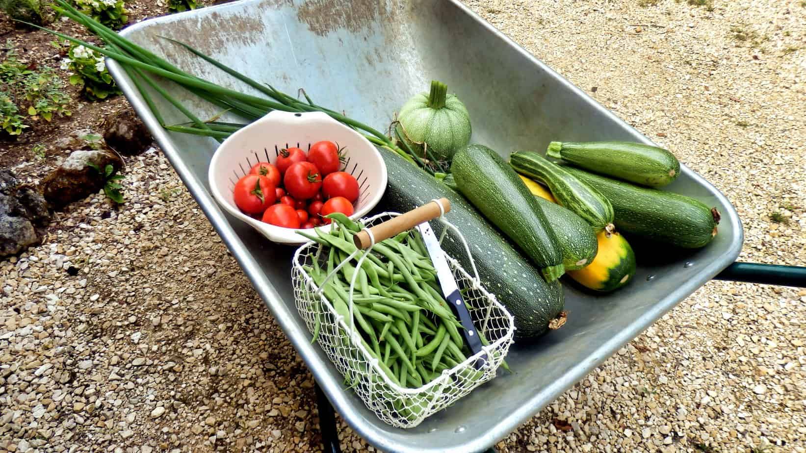 Simple Tips For Freezing Fresh Produce