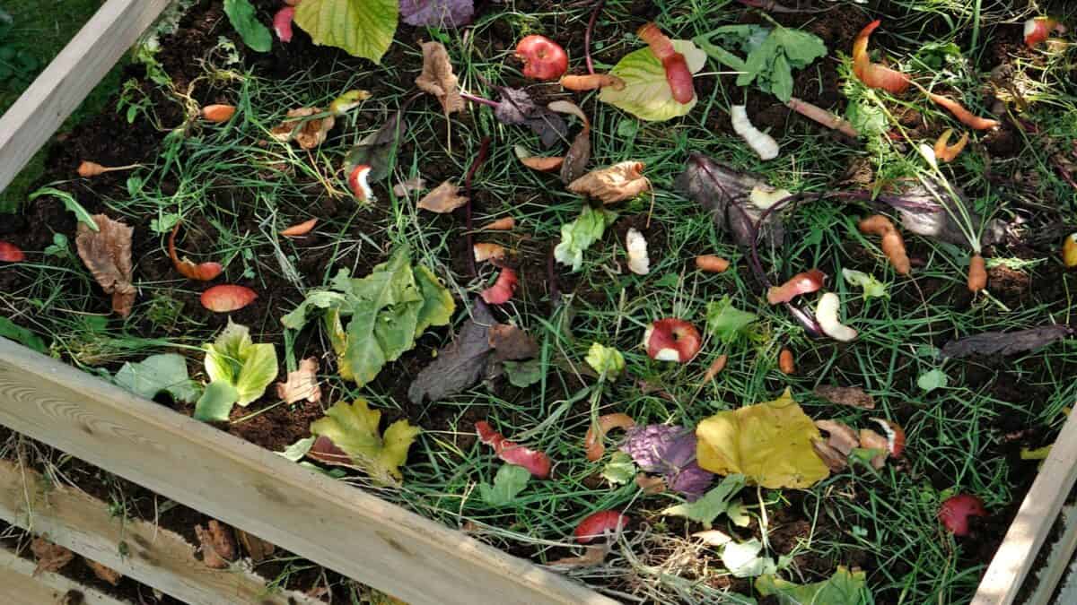 How to Start Vegetable Gardening for Beginners
