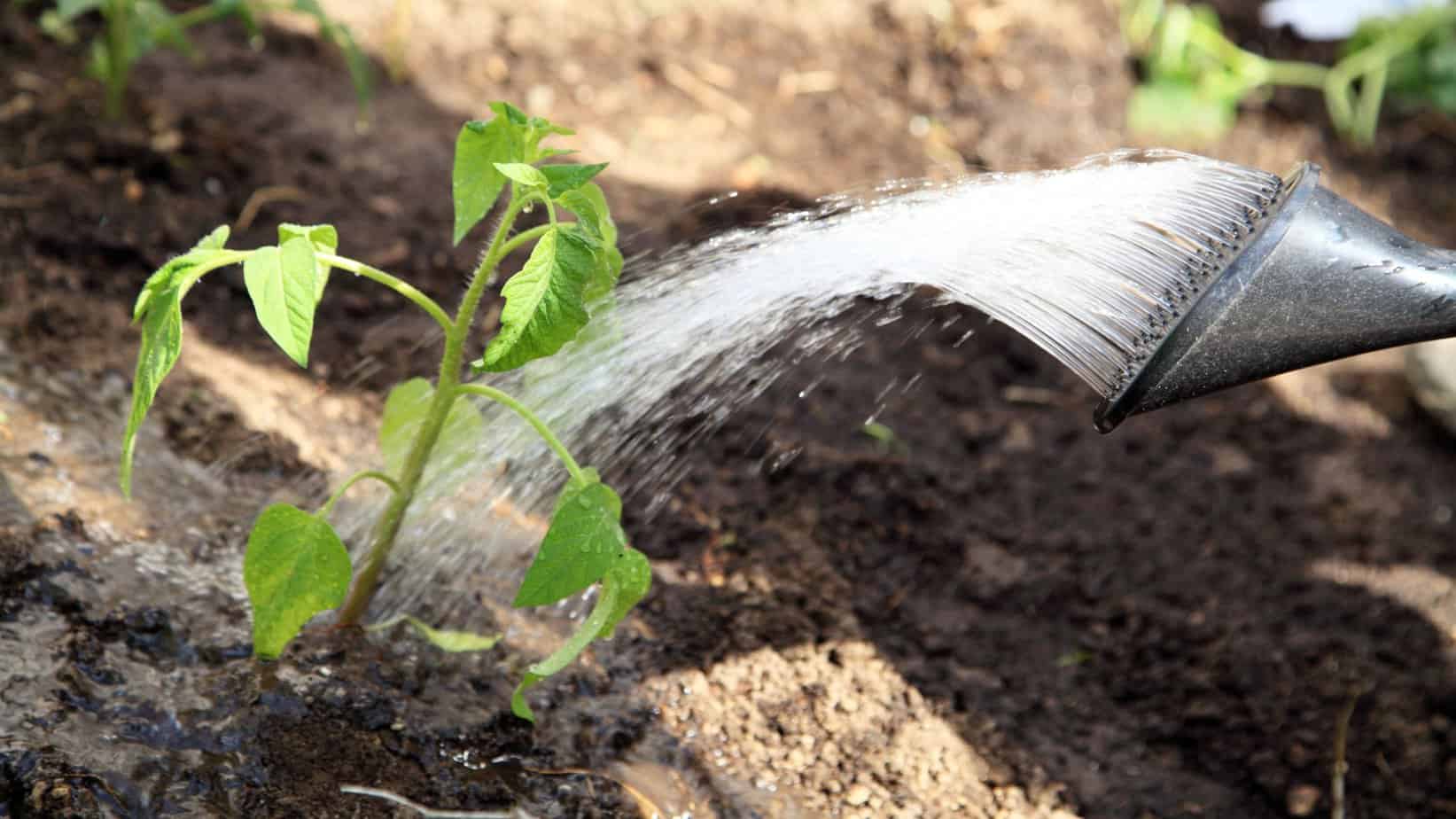 How to Start Vegetable Gardening for Beginners