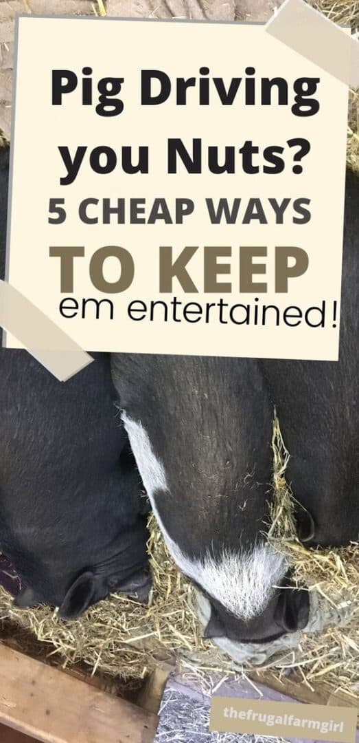 Toys to Keep Your Mini Pig Busy- Enrichment