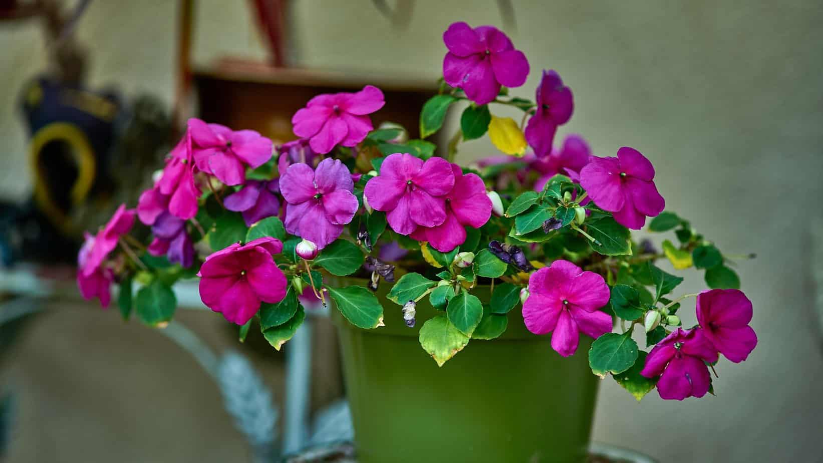 10 Easy-to-Grow Flowers to Add to Your Potted Plant Collection