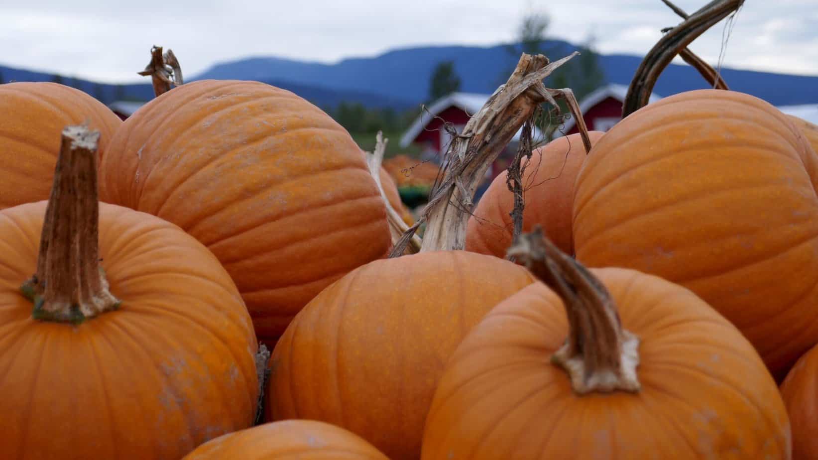 How to Grow Pumpkins In Your Own Backyard