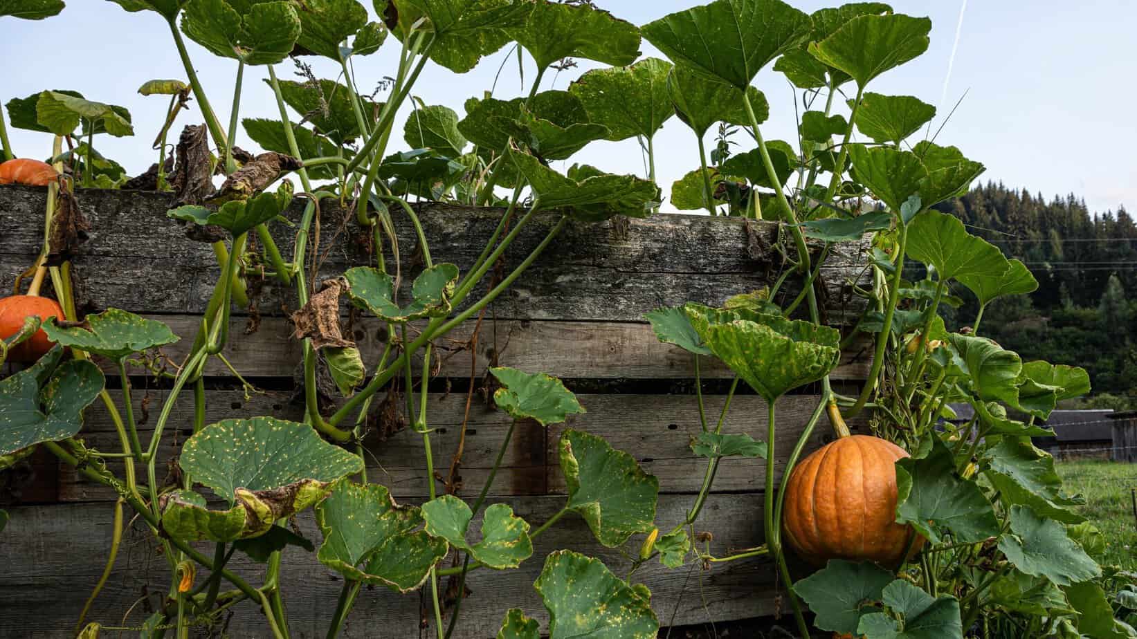 How to Grow Pumpkins In Your Own Backyard