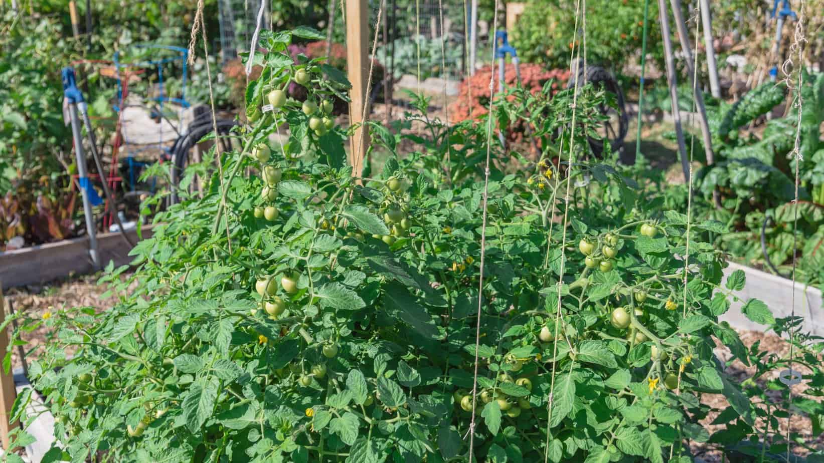 6 Ways to Stake Tomatoes Cheap