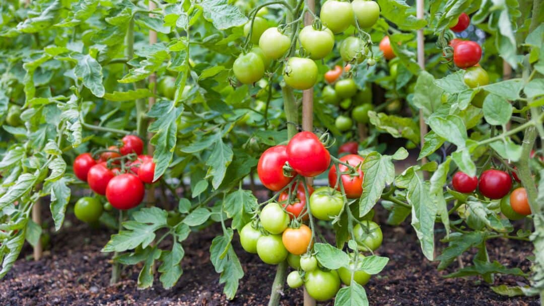 6 Ways to Stake Tomatoes Cheap