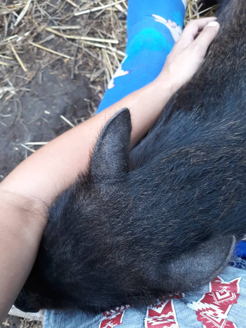 How to Calm a Mini Pig