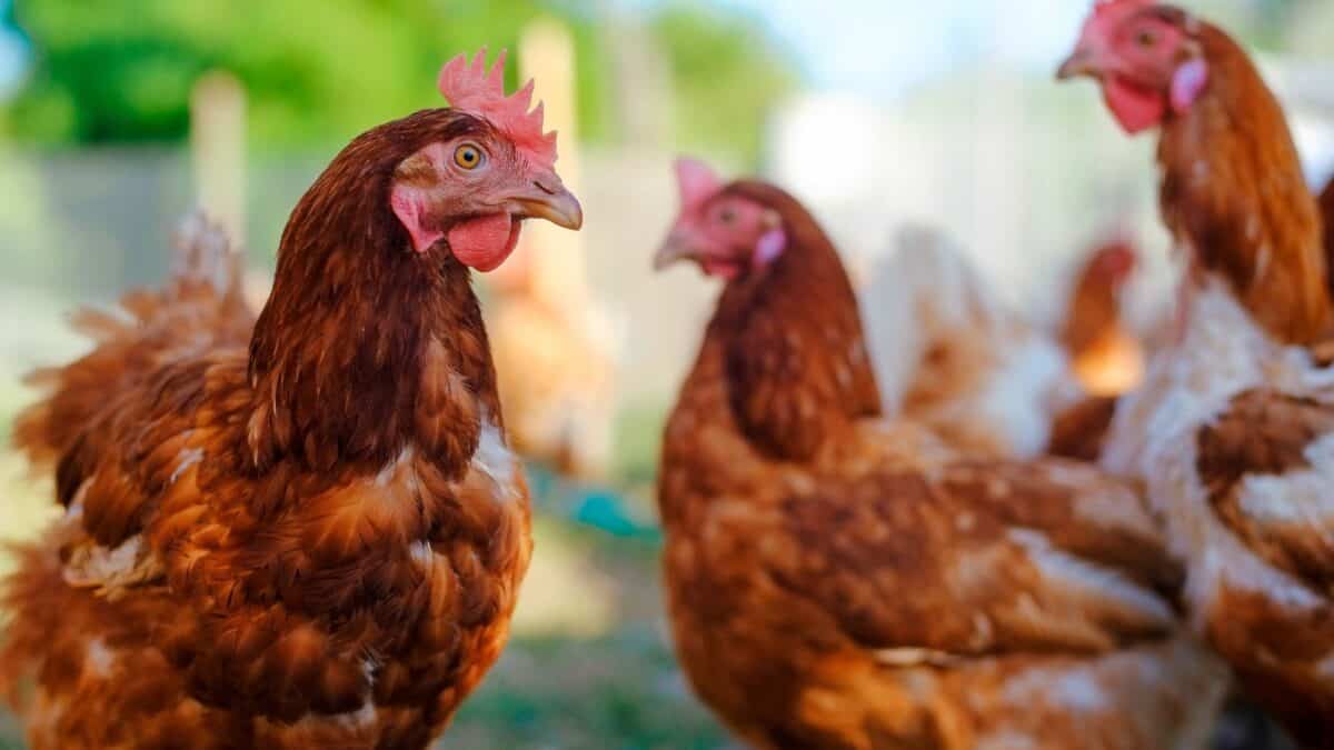How to Survive Chicken Molting