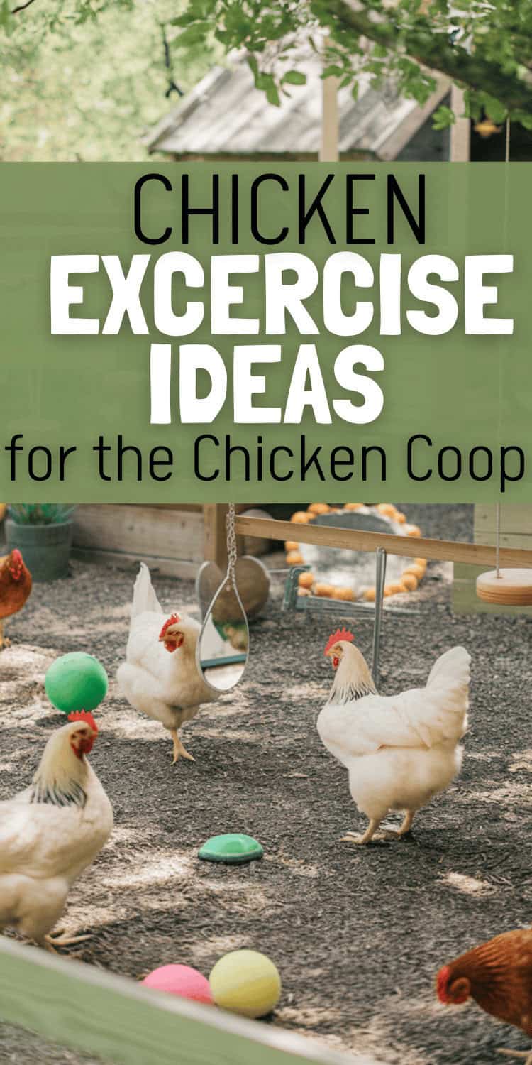 The Best Toys for Chickens