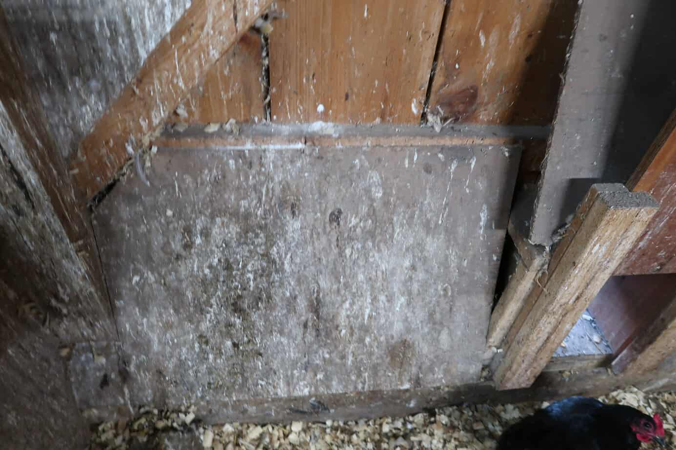 A Guide for Winterizing Your Chicken Coop