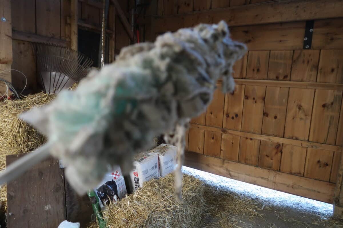 A Guide for Winterizing Your Chicken Coop