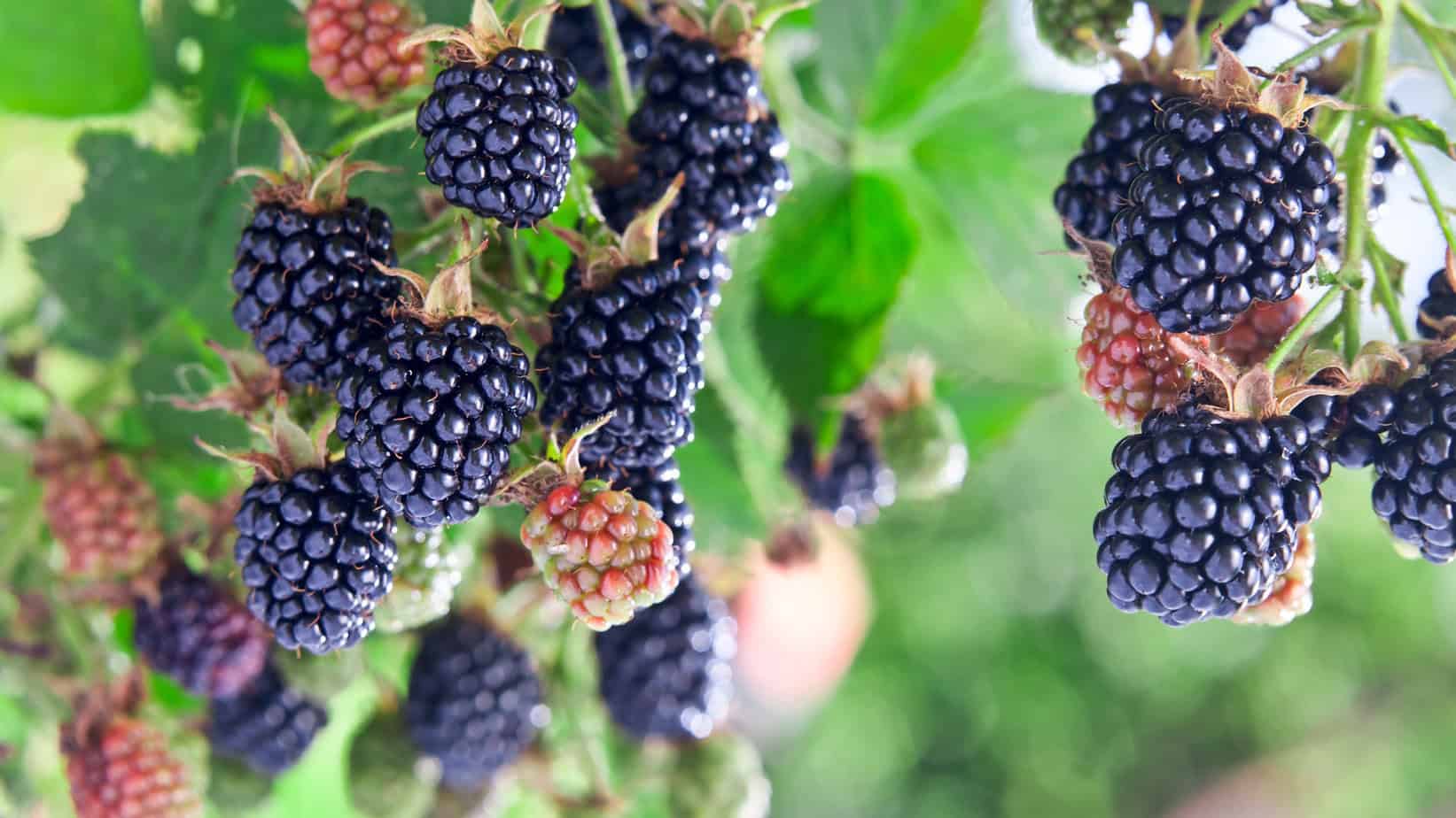 10 Things You Didn't Know About Growing Raspberries