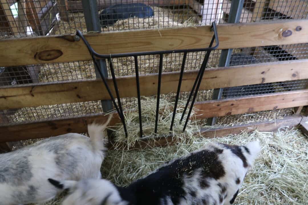 Guide to The Best Hay Feeder for Goats