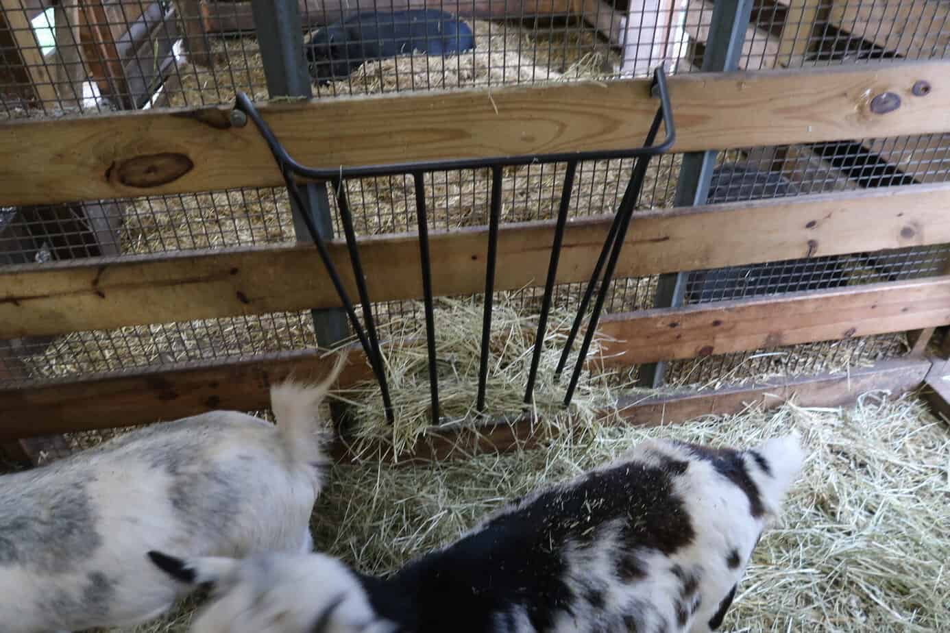 Guide to The Best Hay Feeder for Goats
