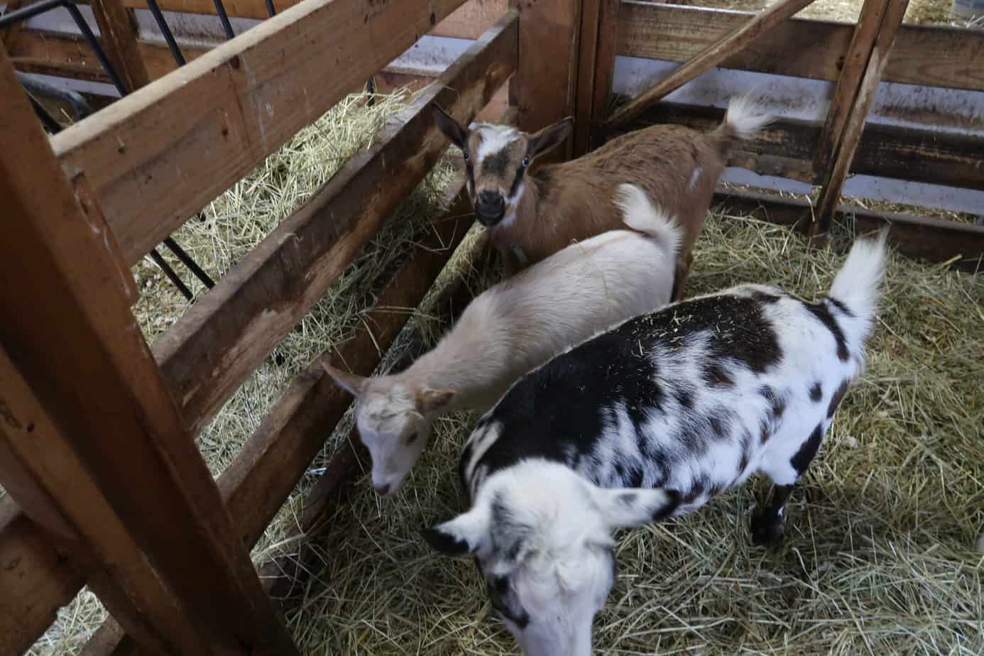 Guide to The Best Hay Feeder for Goats