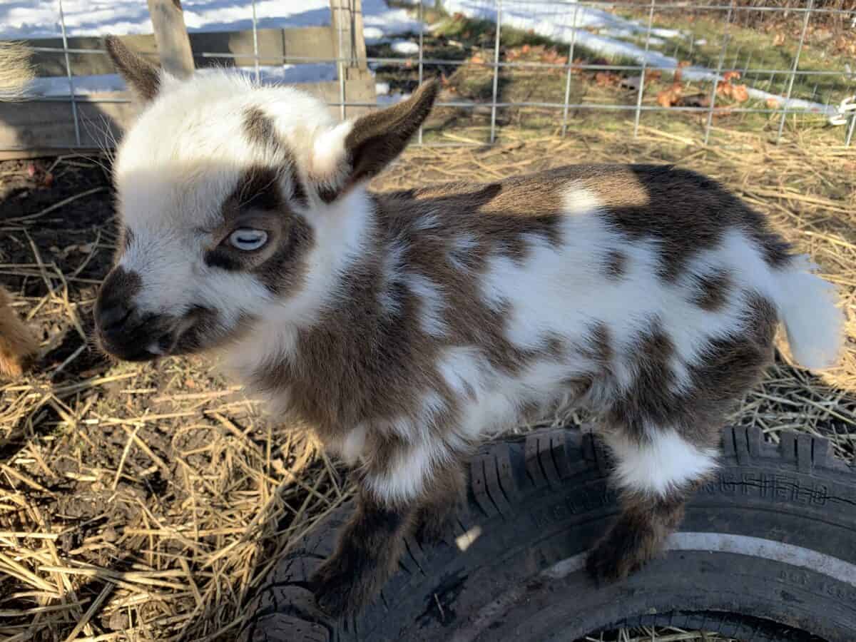 The Best Goats for Beginners