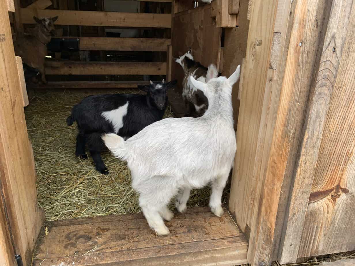 The Best Goats for Beginners
