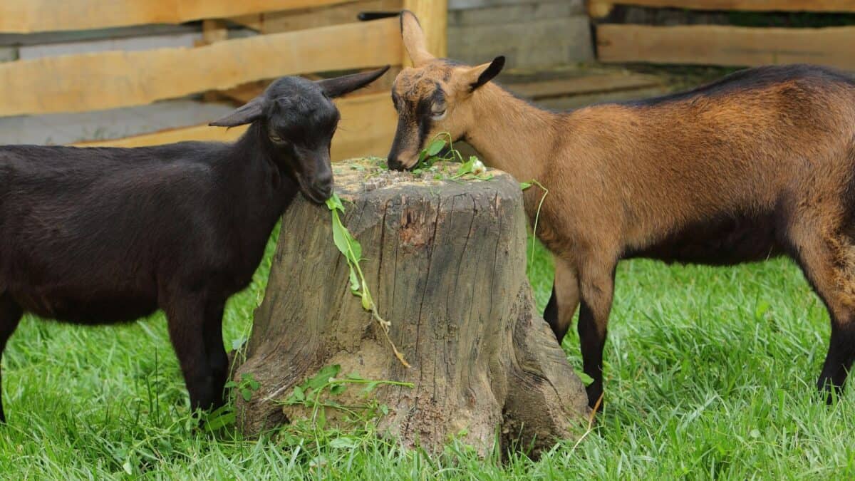 The Best Goats for Beginners