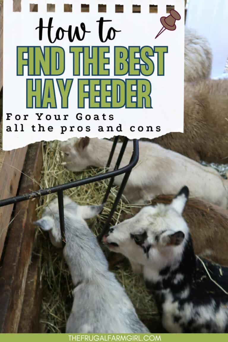 Guide to The Best Hay Feeder for Goats