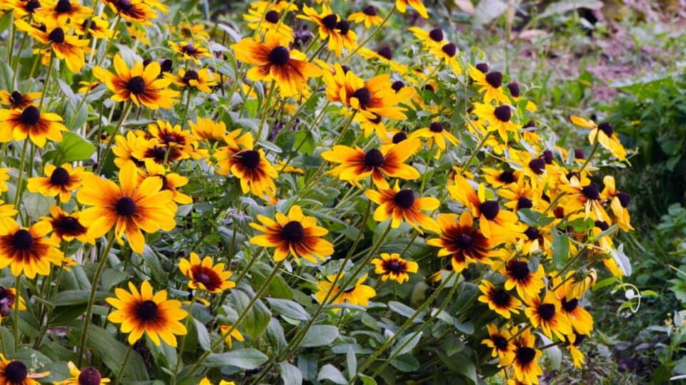 16 Best Climbing Flowering Perennials for Your Garden
