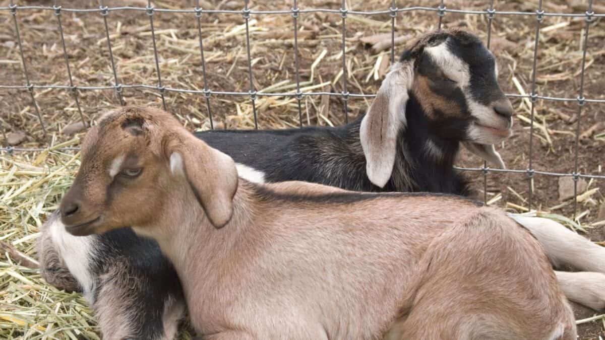 The Best Goats for Beginners