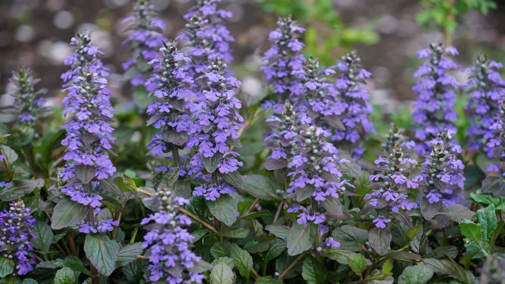 25 of the Best Deer Resistant Shade Perennials