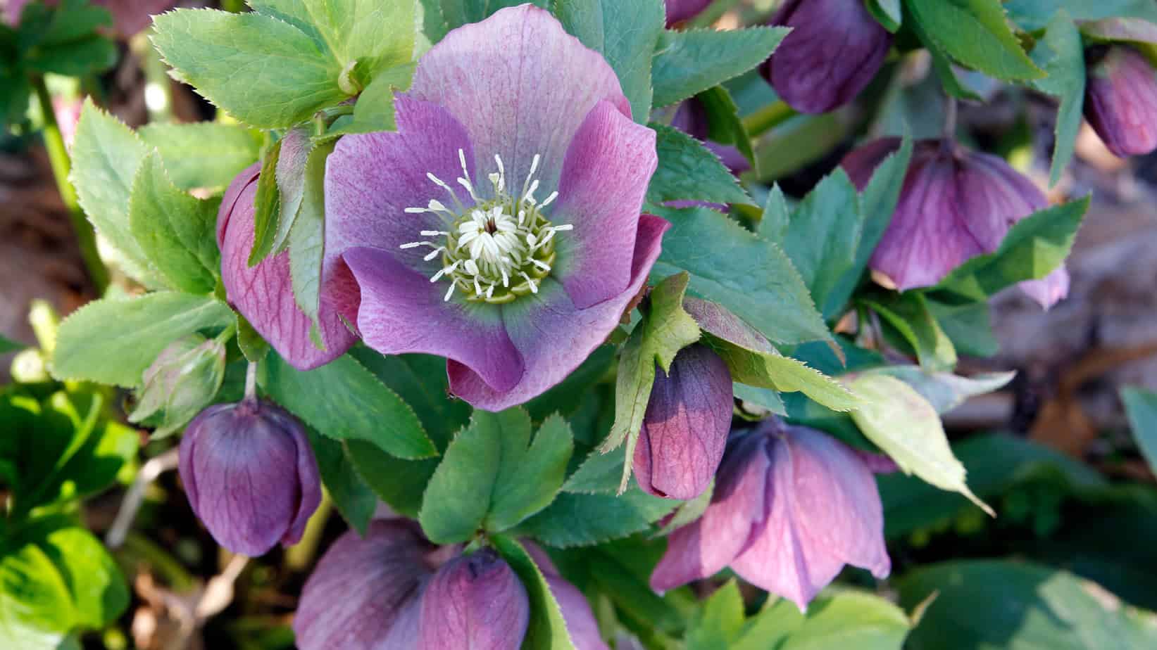 25 of the Best Deer Resistant Shade Perennials