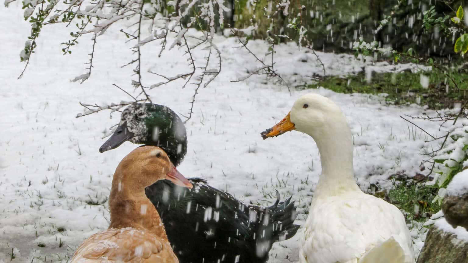 How to Care for Ducks in Cold Winter Weather