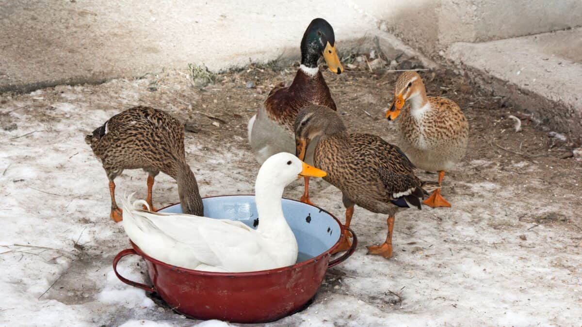 How to Care for Ducks in Cold Winter Weather